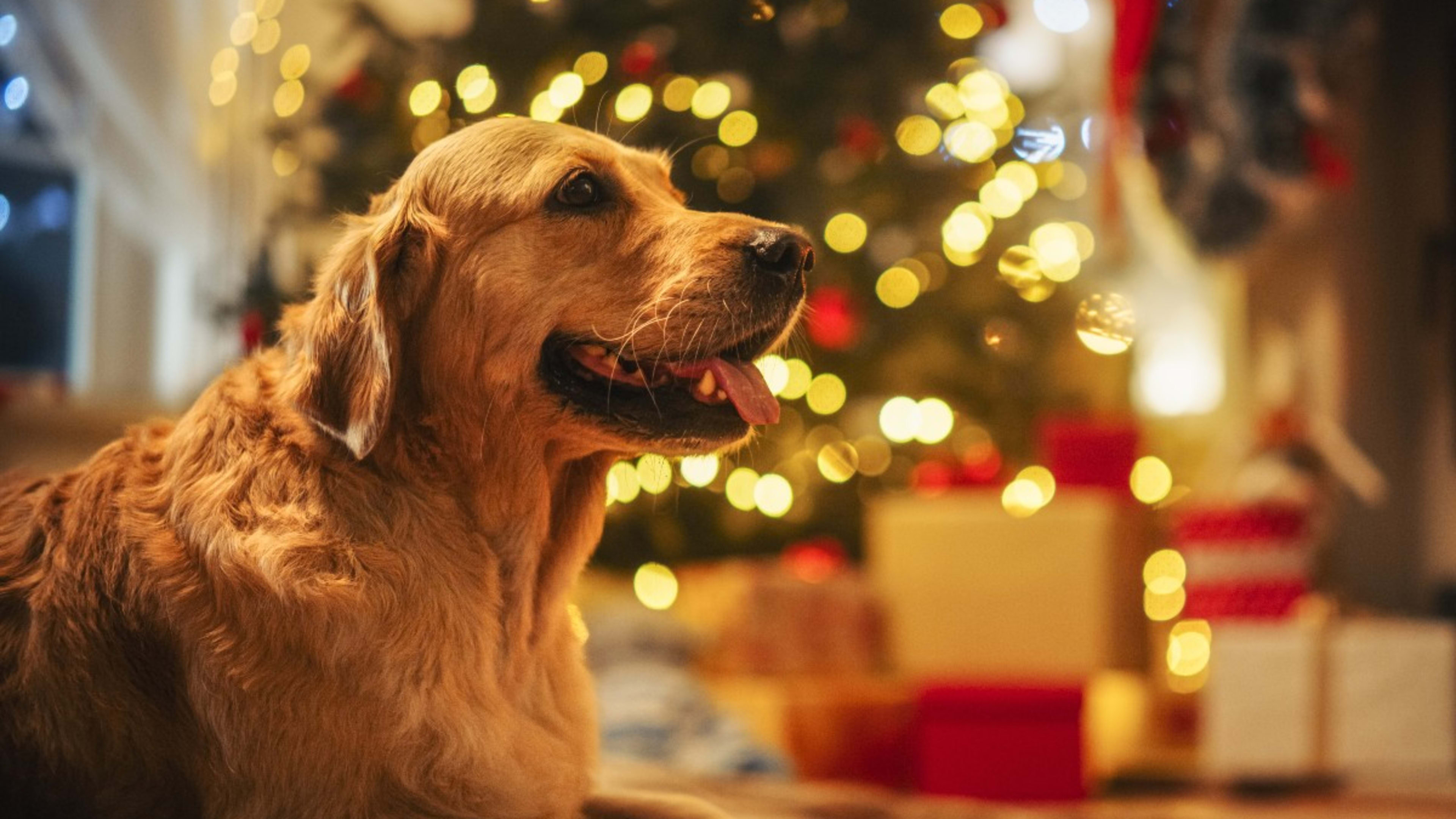 350+ Best Golden Retriever Names (Boy & Girl)